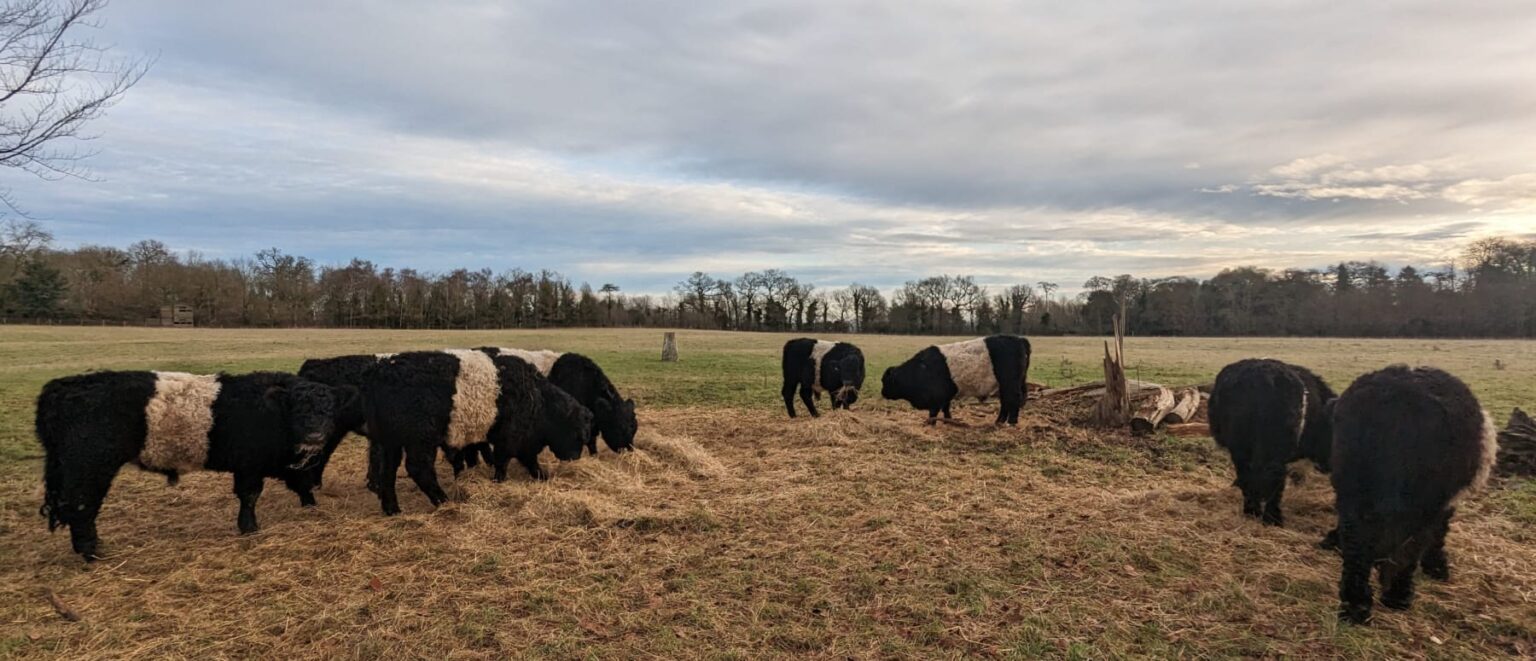 Meet the Cows - Cambridge Past, Present & Future